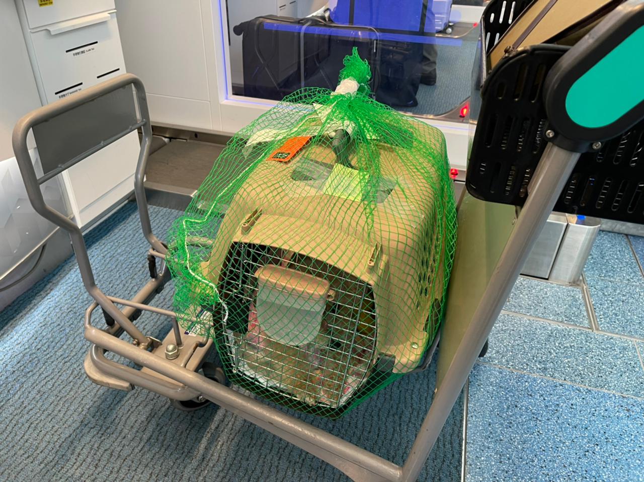 愛犬の輸送方法（日本からジャカルタへ）準備編1/3 » ☆ジャカルタ駐在妻☆